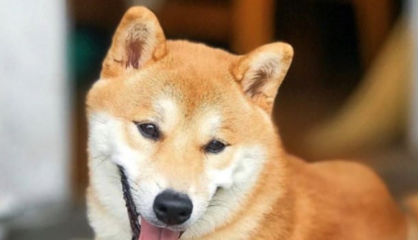 15 Reasons Why You Need A Shiba Inu - PetPress