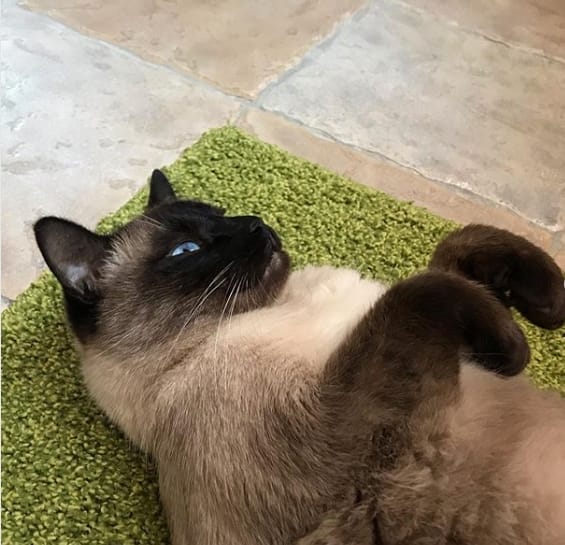 14 Funny Pictures Proving That Siamese Cats are the Best Companions ...