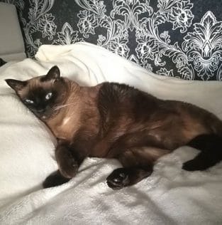 14 Funny Pictures Proving That Siamese Cats are the Best Companions ...