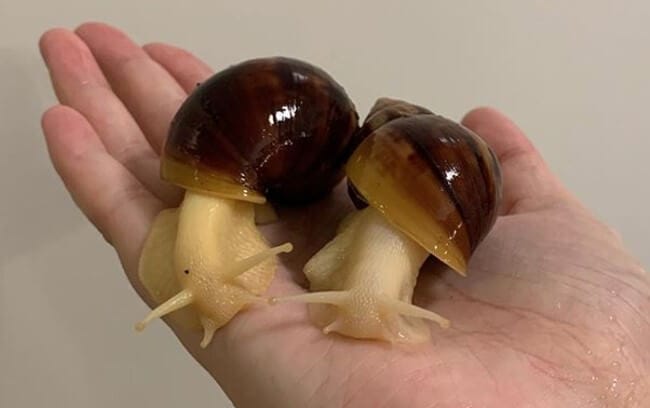 15 Fantastic Facts About Snails That You Probably Didn't Know