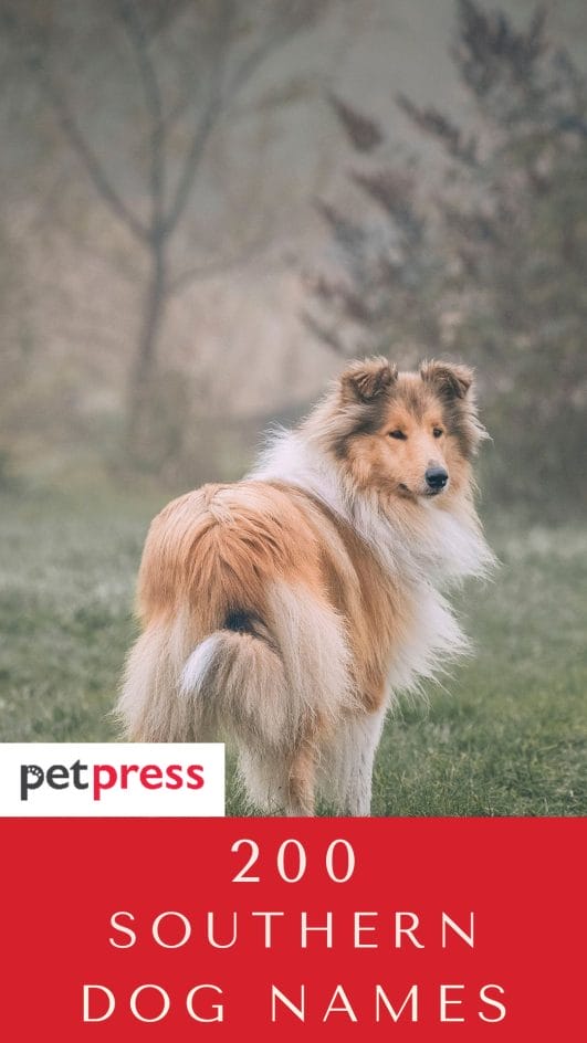 200 Southern Dog Names – Male and Female Names - PetPress