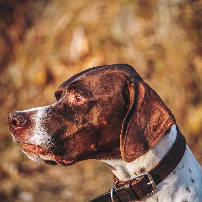 14 Incredible Facts About English Pointers - PetPress