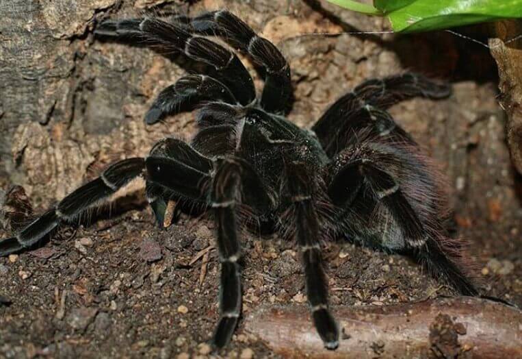 300+ Best Spider Names (Famous Names for Tarantulas)