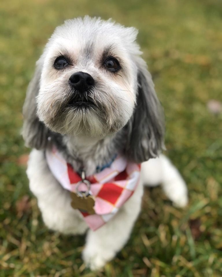 14 Magnificent Reasons To Adore Havanese Dogs - PetPress