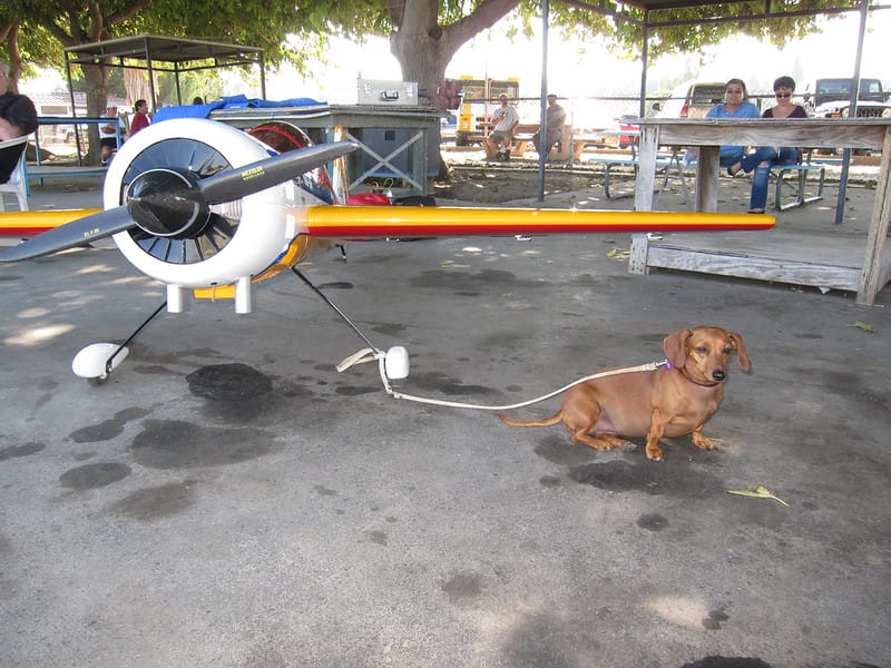 50 Aviation Inspired Dog Names For Your Cute Puppies