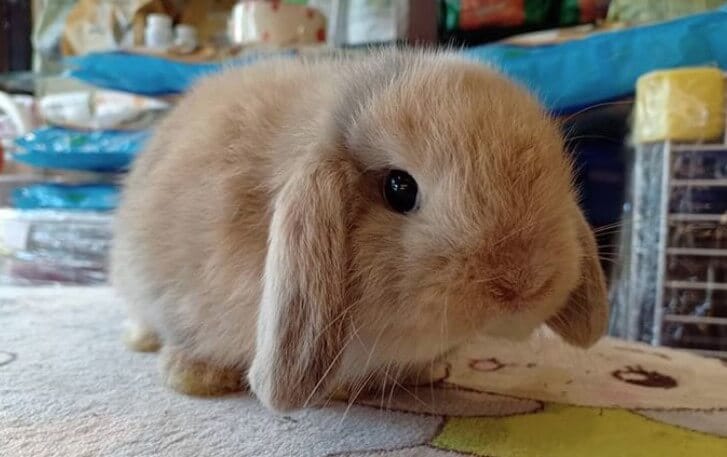 100 Amazingly Unique Rabbit Names To Give Your Bunny - PetPress