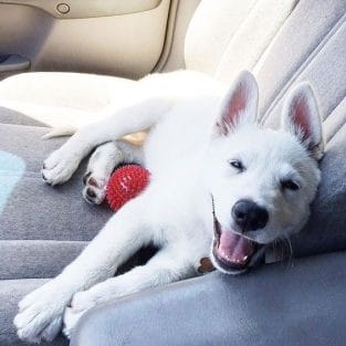 14 Curious Facts About White German Shepherds - PetPress
