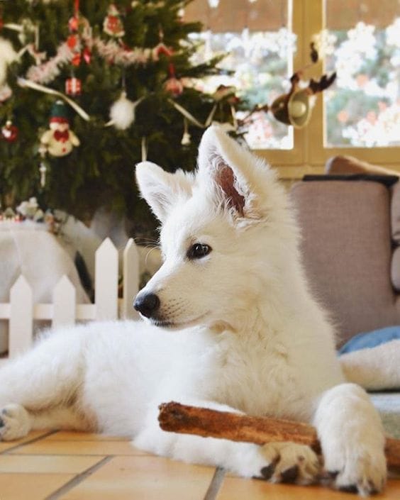 14 Curious Facts About White German Shepherds - PetPress