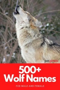 Wolf Names: 500+ Male & Female Names for Wolf with Meanings