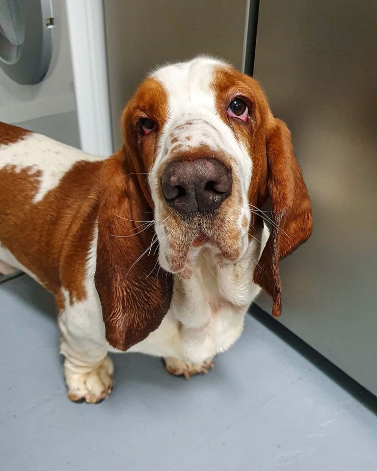 14 Amazing Facts About Basset Hounds - PetPress
