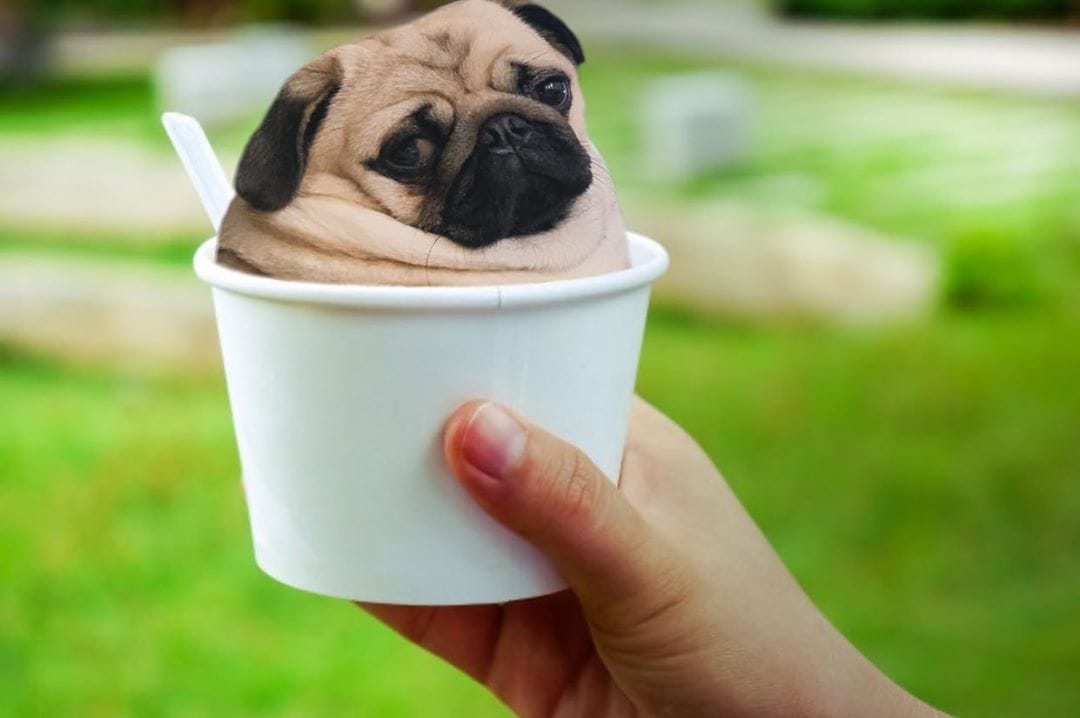 14 Super Cute Pug Pictures To Make Your Day - Page 2 of 4 - PetPress