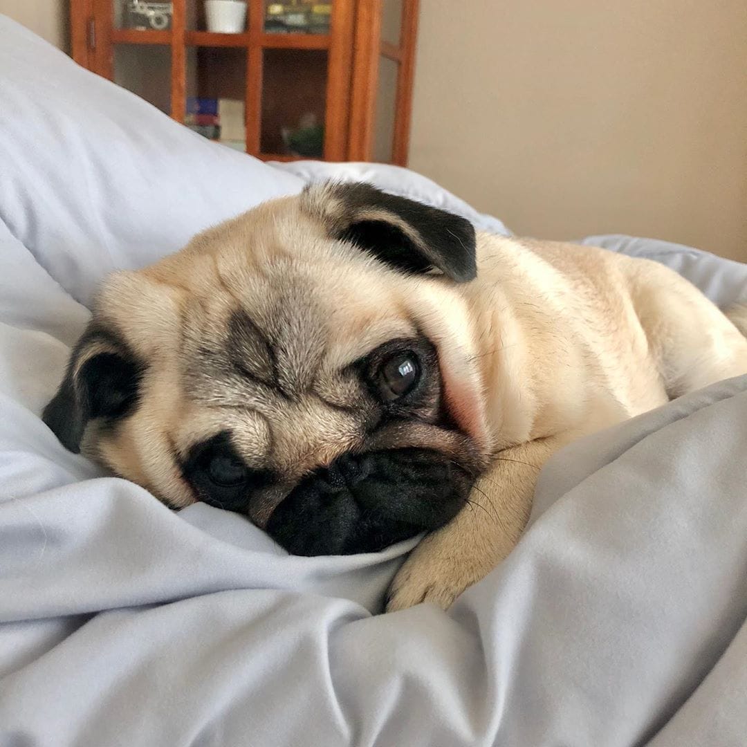 14 Lovely Pug Pictures To Make You Smile - PetPress