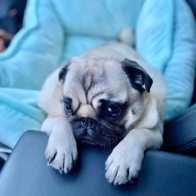 14 Lovely Pug Pictures To Make You Smile - PetPress