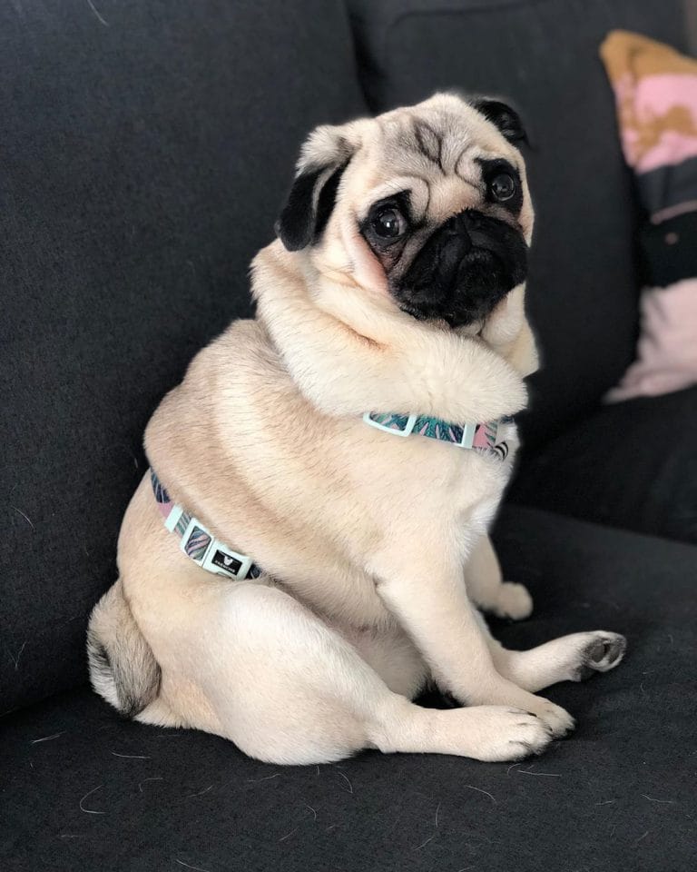 14 Lovely Pug Pictures To Make You Smile - PetPress