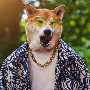 The 14 Most Fashionable Shiba Inu You Ever Seen - PetPress