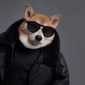 The 14 Most Fashionable Shiba Inu You Ever Seen - PetPress