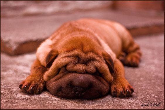 14 Friendly Facts About the Shar-Pei - PetPress