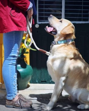 14 Great Facts About Labradors You Didn`t Know - PetPress