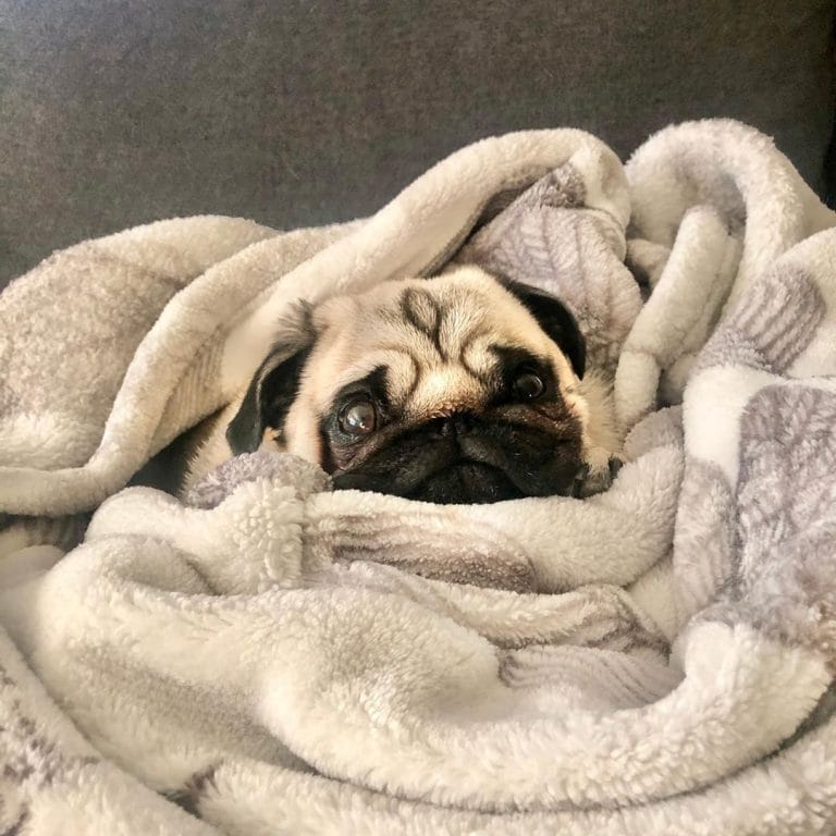 14 Lovely Pug Pictures To Make You Smile - Page 2 of 4 - PetPress