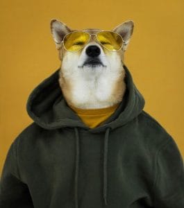 The 14 Most Fashionable Shiba Inu You Ever Seen - PetPress