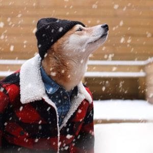 The 14 Most Fashionable Shiba Inu You Ever Seen - PetPress