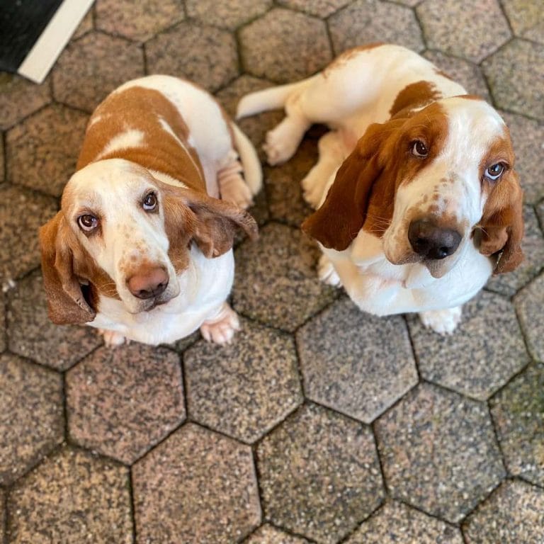 14 Amazing Facts About Basset Hounds - PetPress