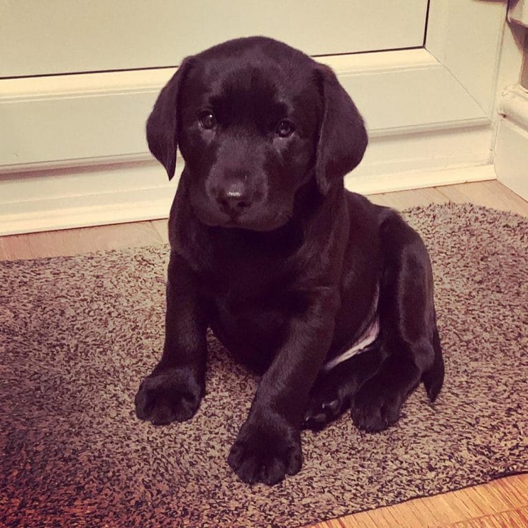 14 Friendly Labrador Retriever Pics To Prove That They Are The Best ...