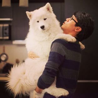 14 Pictures Of Samoyed Dogs That Can Cheer You Up - PetPress
