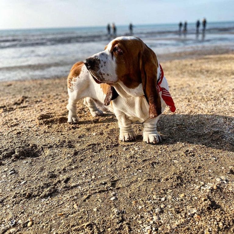 14 Amazing Facts About Basset Hounds - PetPress