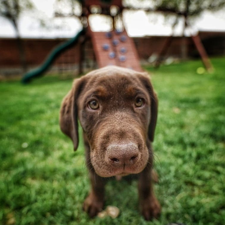 14 Great Facts About Labradors You Didn`t Know - PetPress