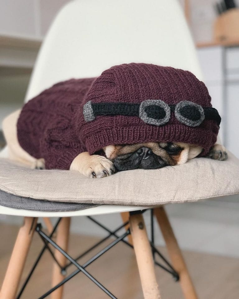 14 Super Cute Pug Pictures To Make Your Day - PetPress