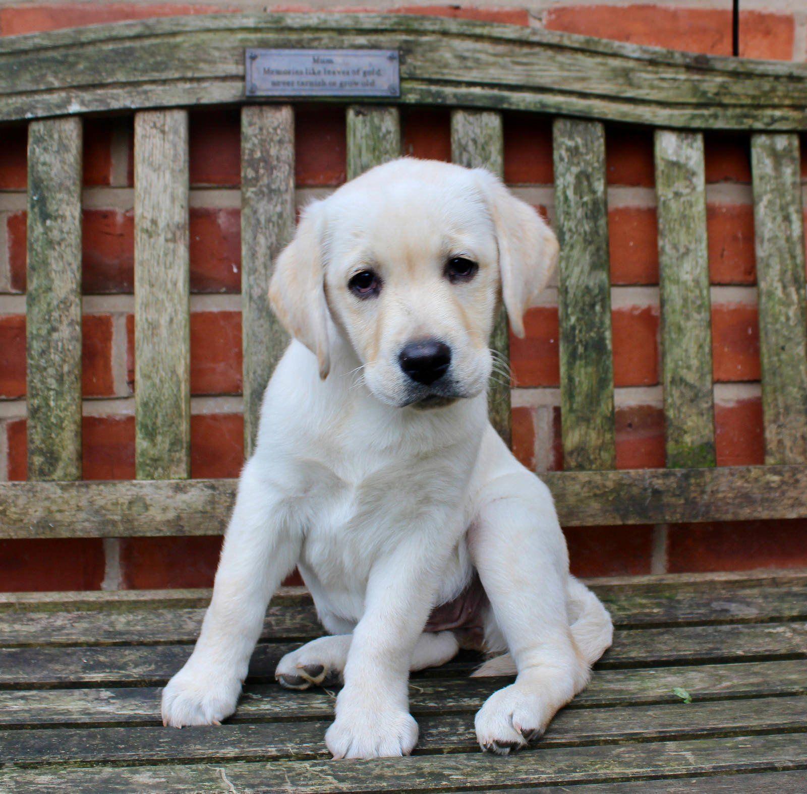 14 Great Facts About Labradors You Didn`t Know - PetPress