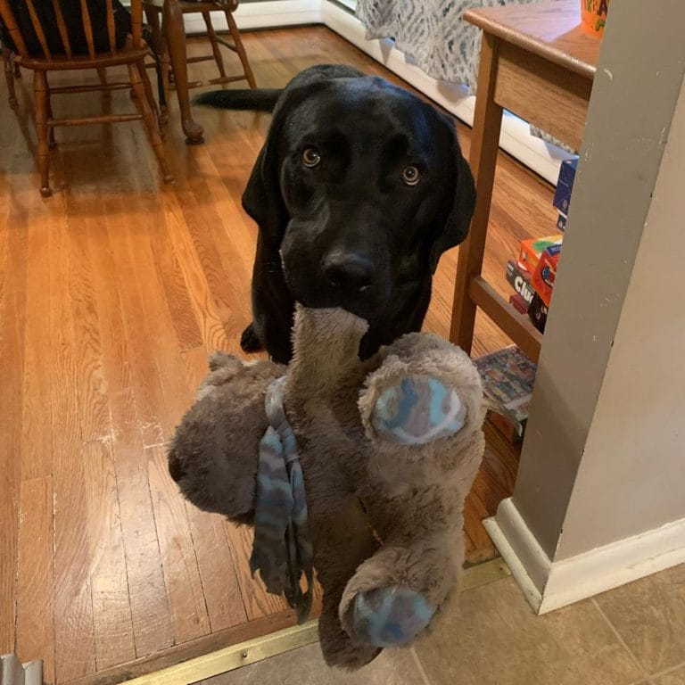 14 Friendly Labrador Retriever Pics To Prove That They Are The Best ...