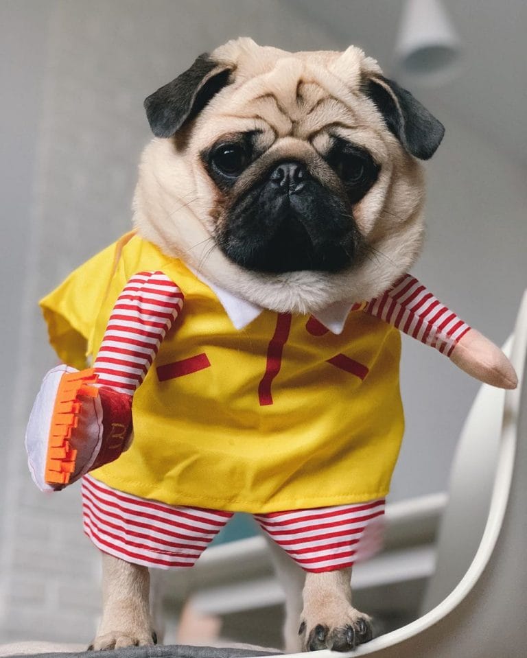 14 Super Cute Pug Pictures To Make Your Day - PetPress
