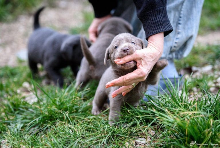 14 Great Facts About Labradors You Didn`t Know - Page 2 of 4 - PetPress