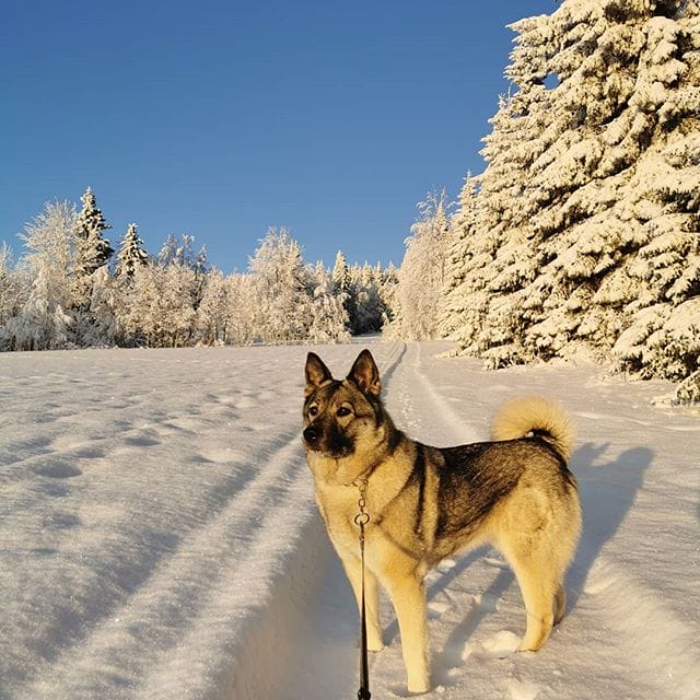 14 Facts You May Not Know About Norwegian Elkhounds - PetPress