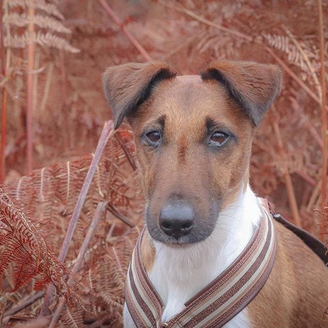 14 Amazing Facts About Fox Terriers - PetPress