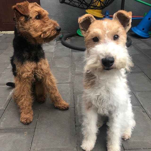 14 Amazing Facts About Fox Terriers - PetPress