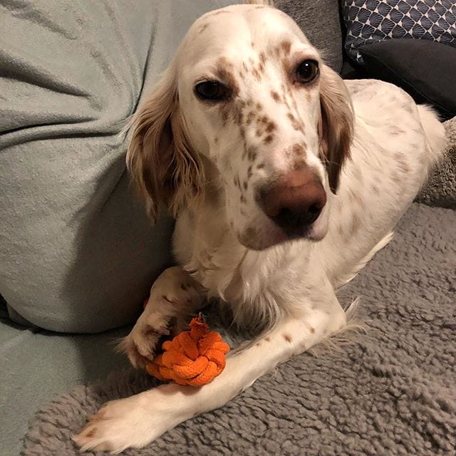 14 Adorable Facts You Didn’t Know About English Setters