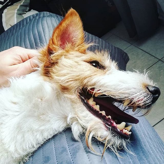 14 Amazing Facts About Fox Terriers - Page 2 of 3 - PetPress