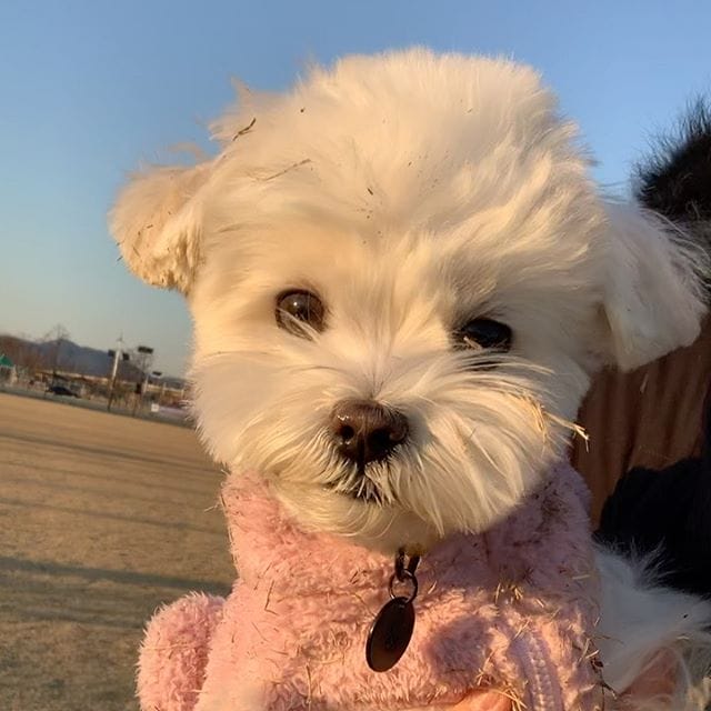 14 Spunky Facts About the Maltese - PetPress