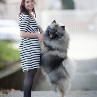 14 Amazing Facts About Keeshonds - PetPress