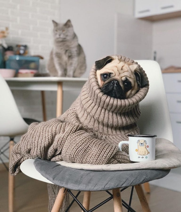 14 Super Cute Pug Pictures To Make Your Day - Page 2 of 4 - PetPress