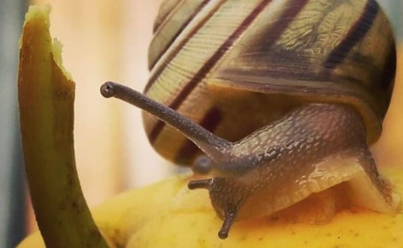 15 Fantastic Facts About Snails That You Probably Didn't Know