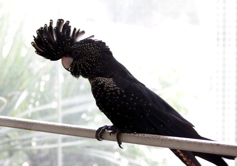 Black Bird Names - 300 Inspiring Ideas for Naming Your Black Bird ...