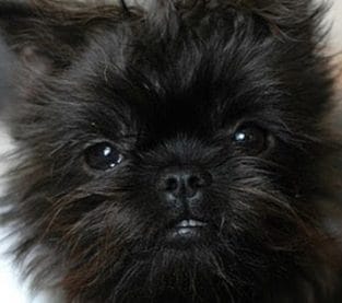 12 Affenpinscher Mix Breeds – The Popular and Adorable Hybrid Dogs ...