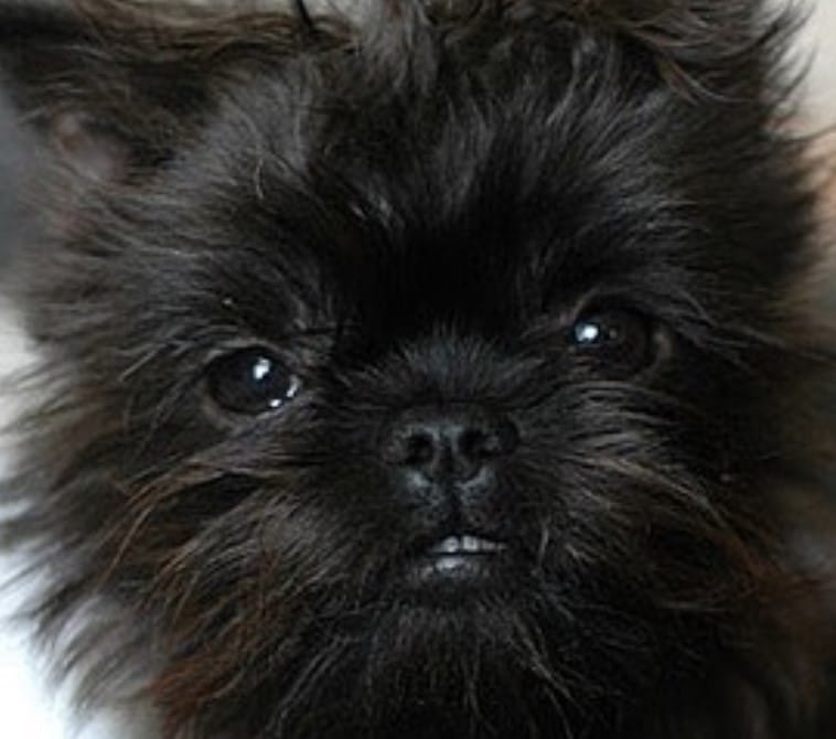 12 Affenpinscher Mix Breeds – The Popular and Adorable Hybrid Dogs ...