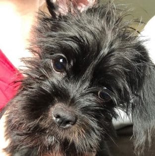 12 Affenpinscher Mix Breeds – The Popular and Adorable Hybrid Dogs ...