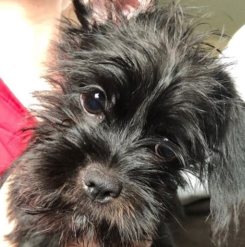 12 Affenpinscher Mix Breeds – The Popular and Adorable Hybrid Dogs ...