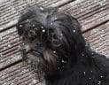 12 Affenpinscher Mix Breeds – The Popular and Adorable Hybrid Dogs ...